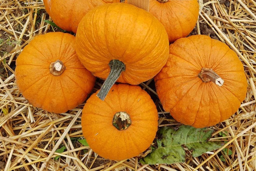 Baby Bear Pumpkin: Plant Profile and Growing Tips | luv2garden.com