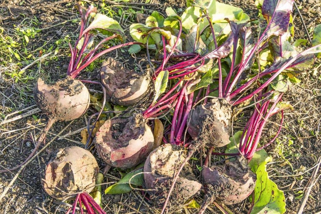 17 Beet Plant Problems and How to Troubleshoot Them | luv2garden.com
