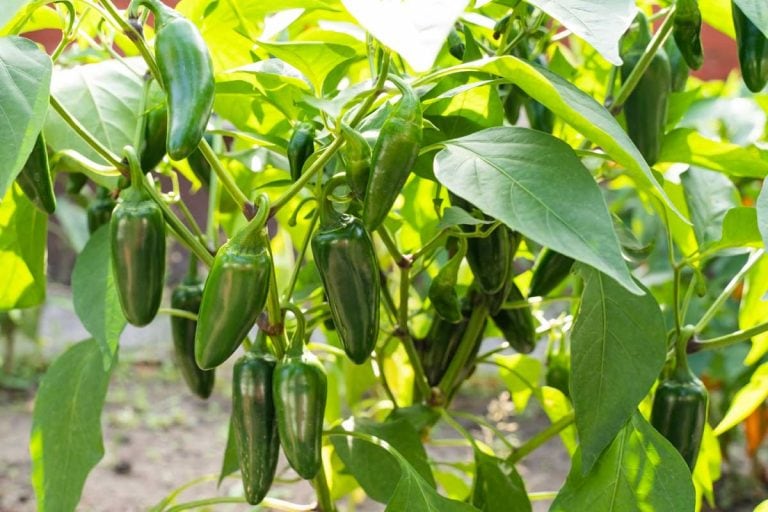 19 of the Best Jalapeño Varieties to Grow at Home | luv2garden.com