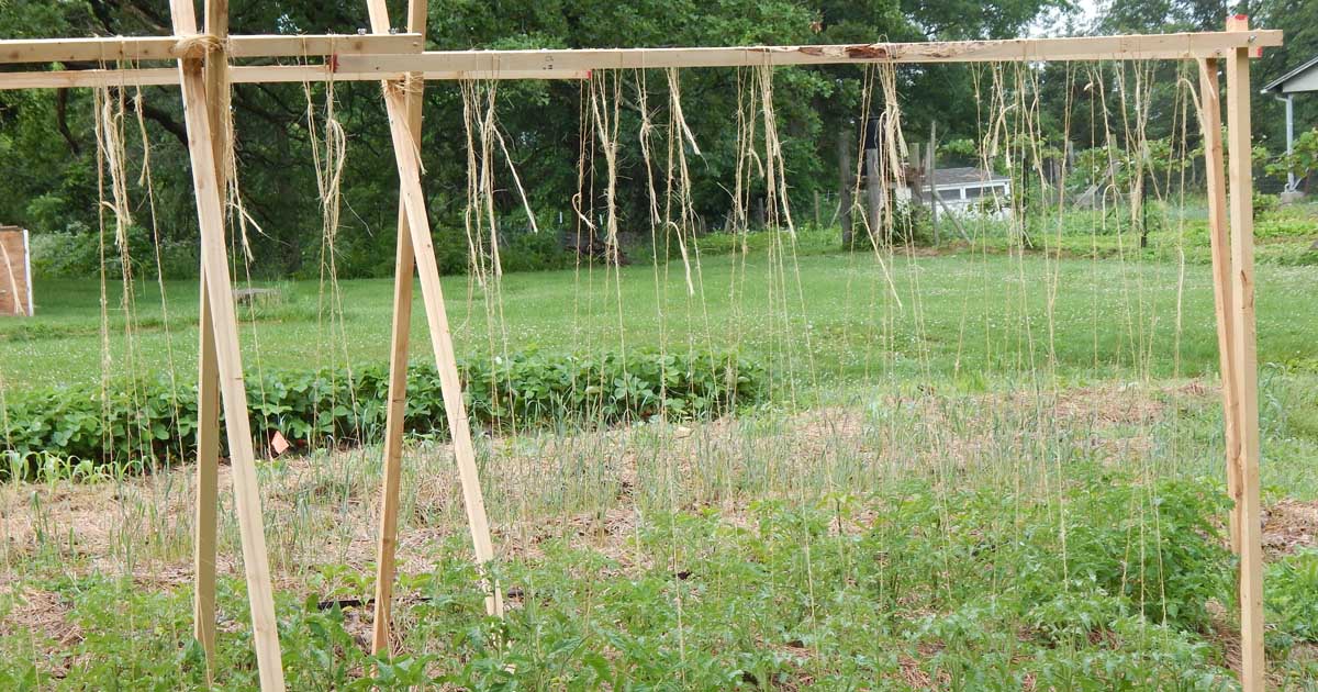 Cats Cradle (String Trellis) Support for Tomato Plants | luv2garden.com
