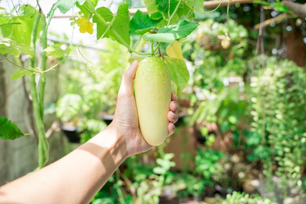3 Causes for Cucumbers Turning White and How to Prevent It | luv2garden.com