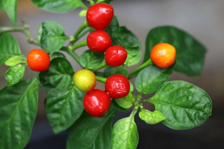 Dragons Breath Chili Pepper Hotter Hottest Hot Pepper | luv2garden.com