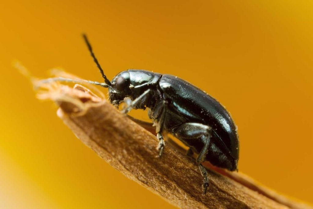 Flea Beetle Identification and Control | luv2garden.com
