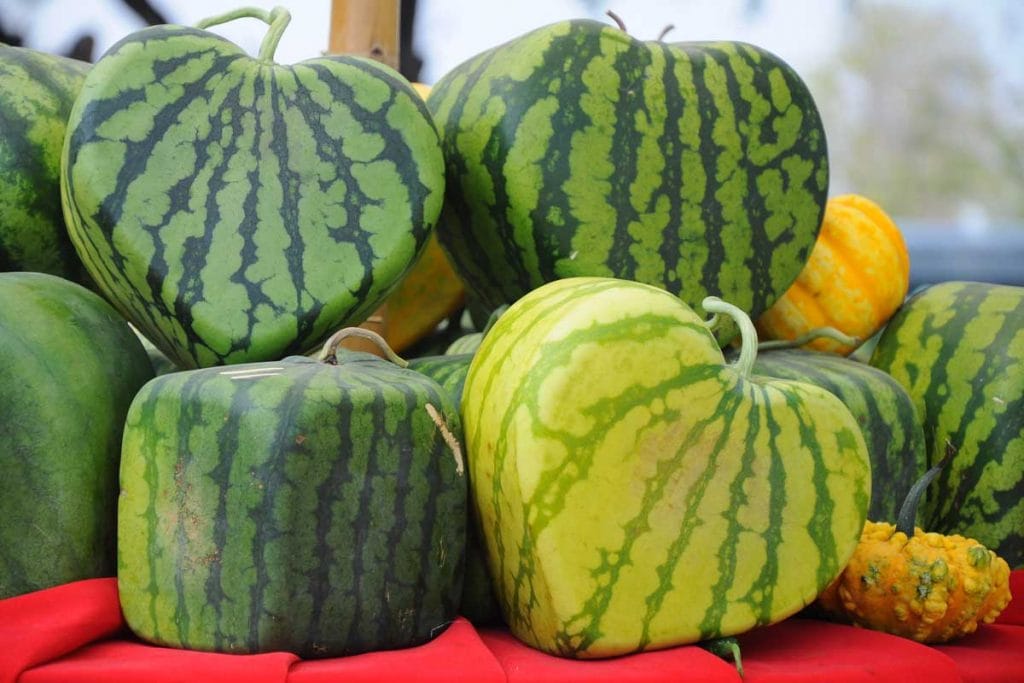 How to Grow a Square Watermelon | luv2garden.com