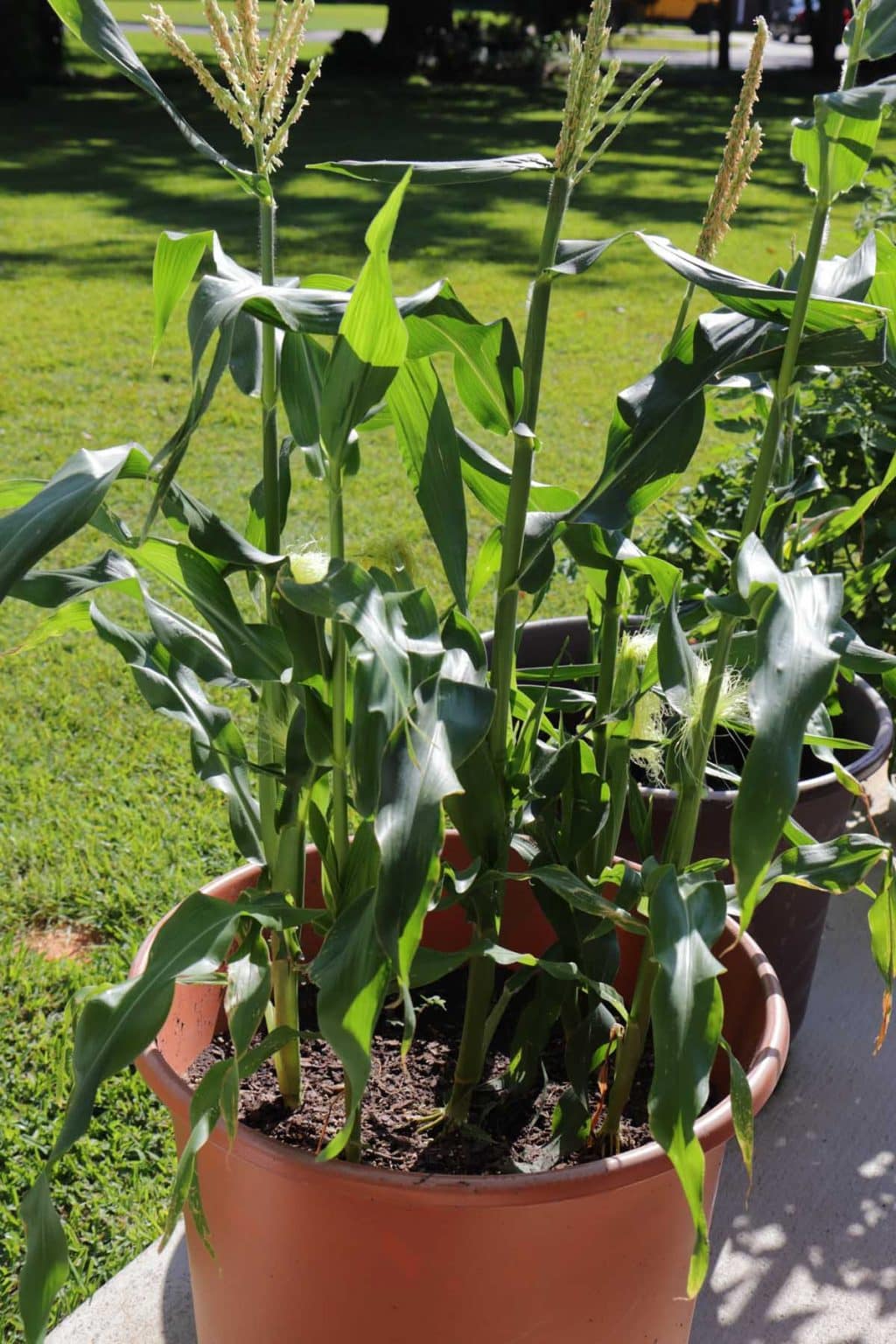 How to Grow Corn in Containers | luv2garden.com