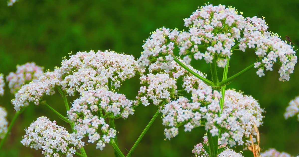 How to Grow Your Own Anise Plants at Home | luv2garden.com