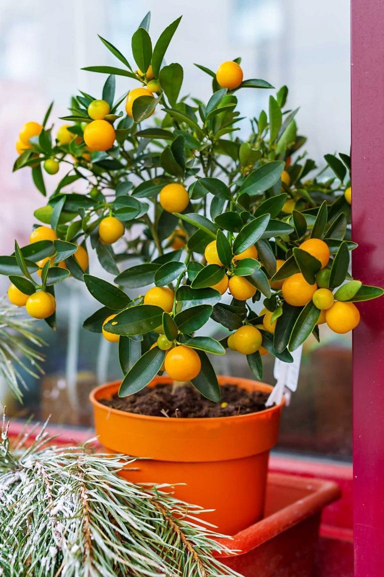 How to Grow and Care for Mandarin Orange Trees Indoors