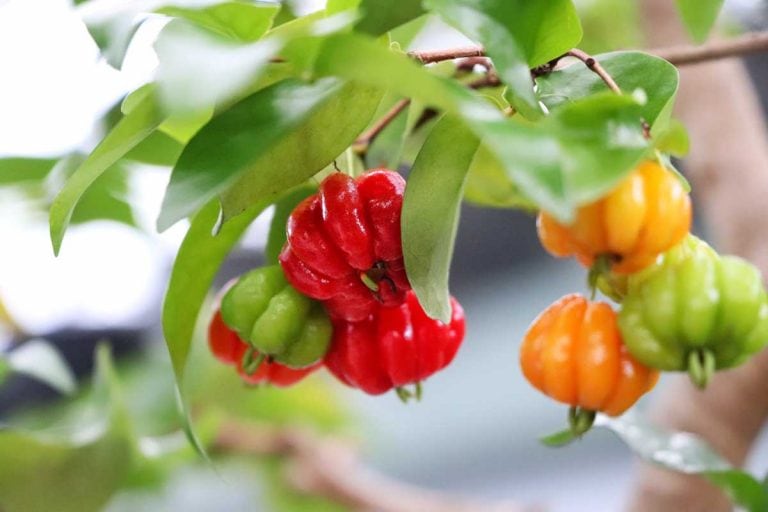 How to Grow and Care for Surinam Cherry Trees | luv2garden.com