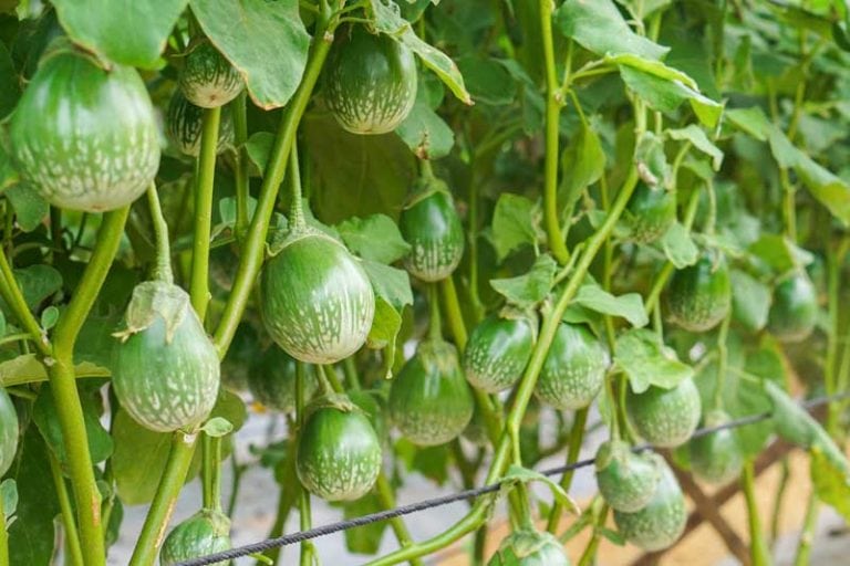 Thai Kermit Eggplant: Plant Profile and Growing Tips | luv2garden.com