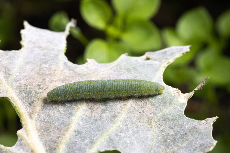 How to Identify and Control Cabbage Worms and Related Pests ...