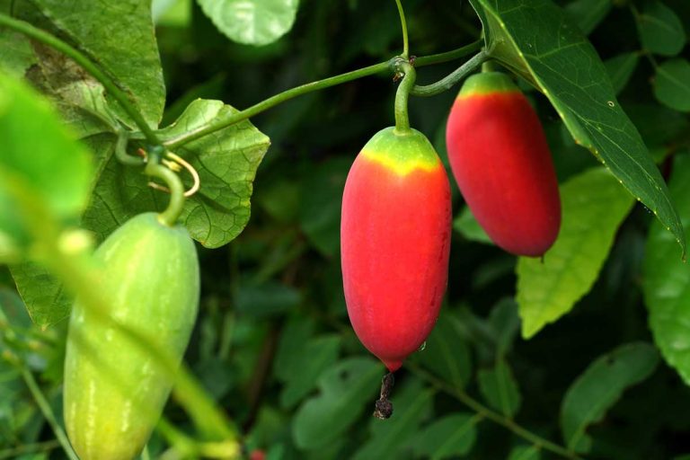 How to Plant and Grow Ivy Gourds (aka Tindora) | luv2garden.com