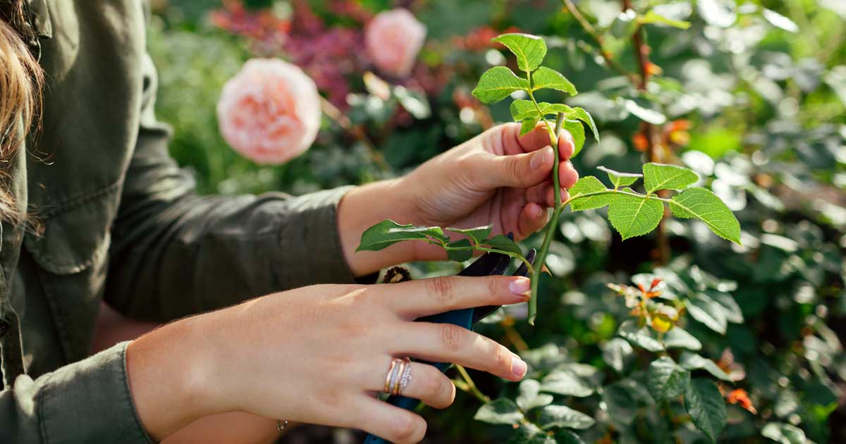 How to Propagate Plants With Stem Cuttings | luv2garden.com