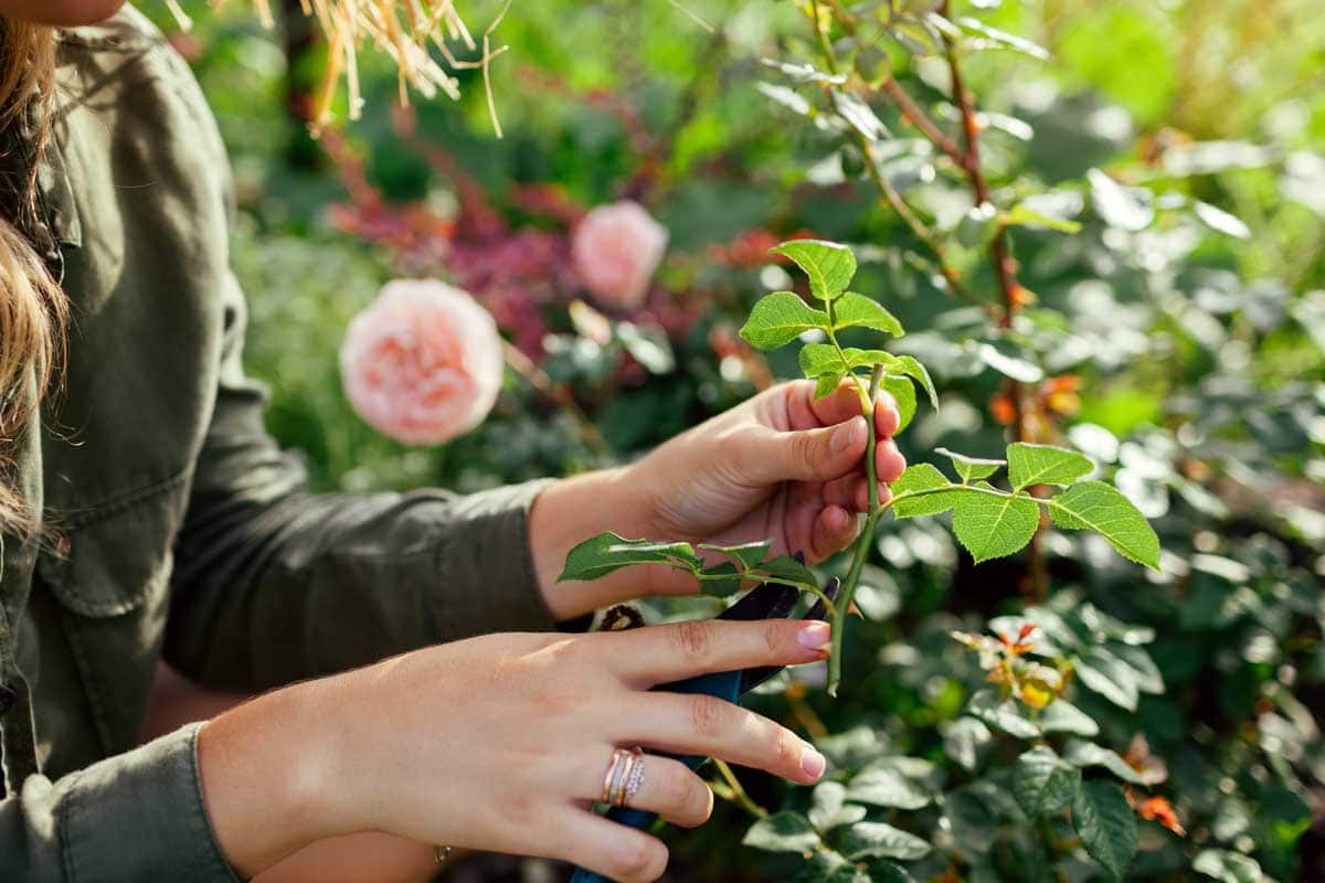 How To Propagate Plants With Stem Cuttings Luv2garden How To Propagate Plants With Stem Cuttings Luv2garden