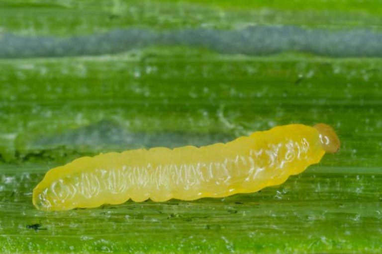 Identify and Control Leek Moths and Onion Leaf Miners | luv2garden.com