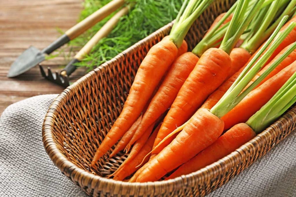 Little Fingers Carrots: Planting and Growing Guide | luv2garden.com
