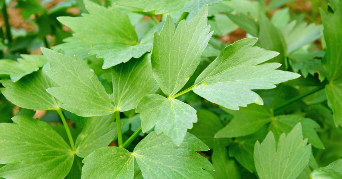 Lovage Planting and Growing Guide | luv2garden.com
