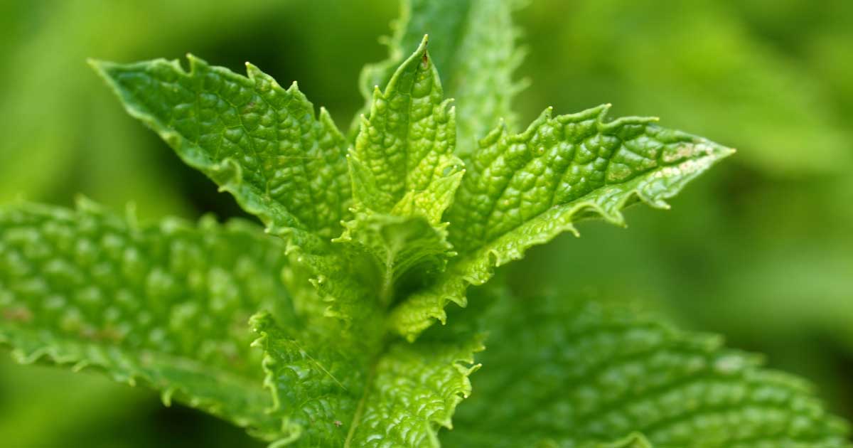 Moroccan Mint: Planting and Growing Guide | luv2garden.com