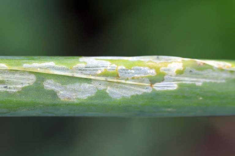 Identify and Control Leek Moths and Onion Leaf Miners | luv2garden.com