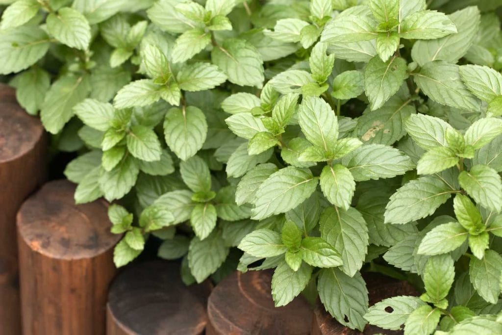 Orange Mint: Planting and Growing Guide | luv2garden.com
