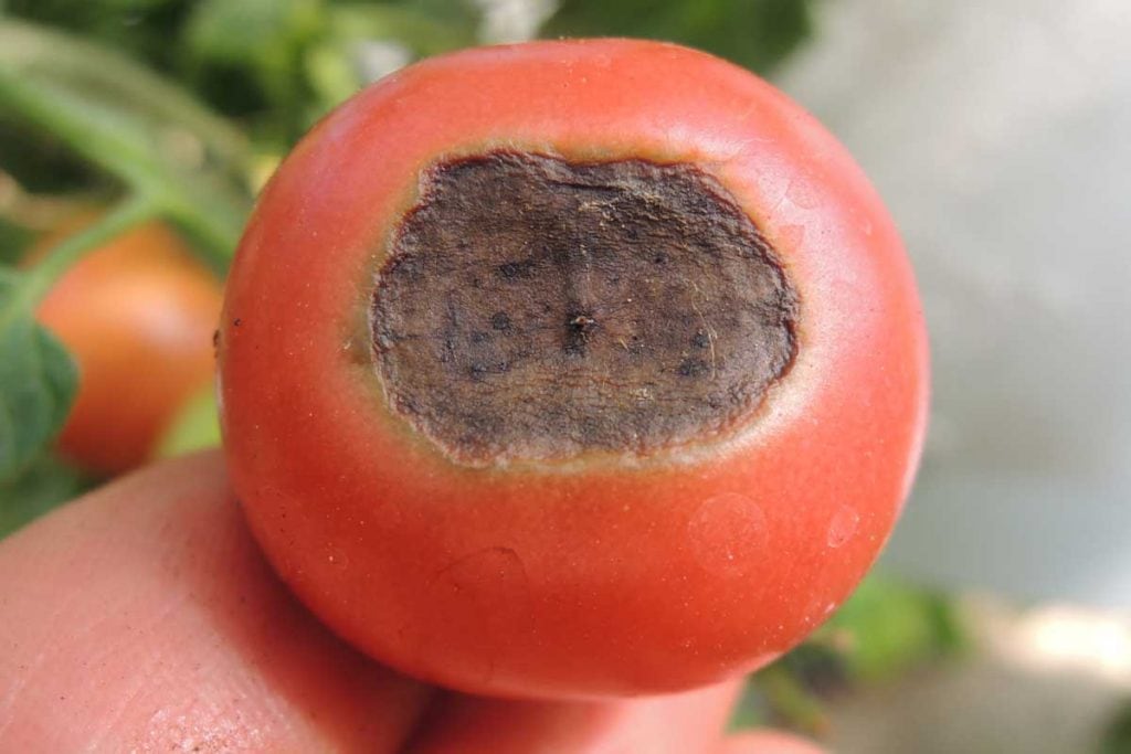 Prevention and Treatment of Blossom End Rot | luv2garden.com