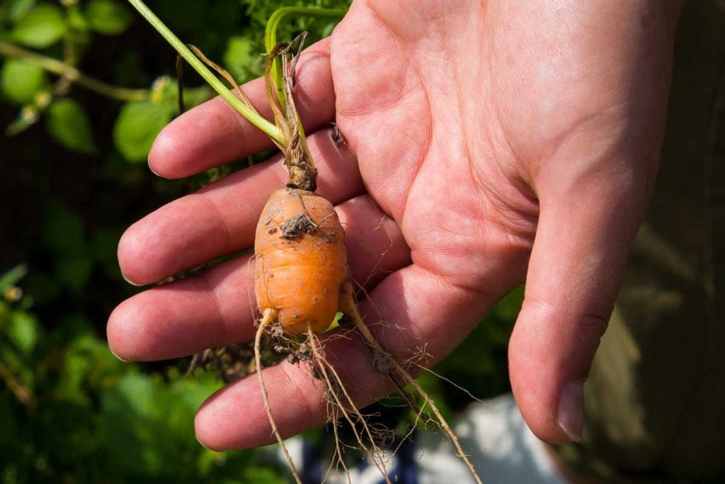 Troubleshooting Carrot Problems: Pests, Disease, and Nutrients