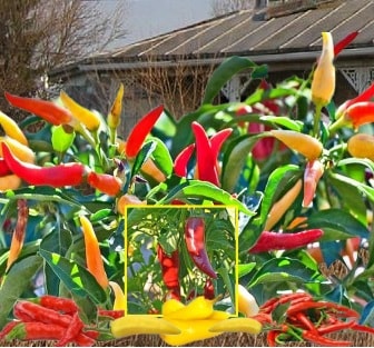 Growing Tabasco Peppers