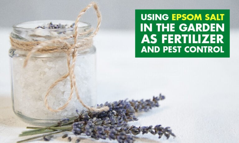 Epsom Salts as Fertilizer and Pest Control | luv2garden.com