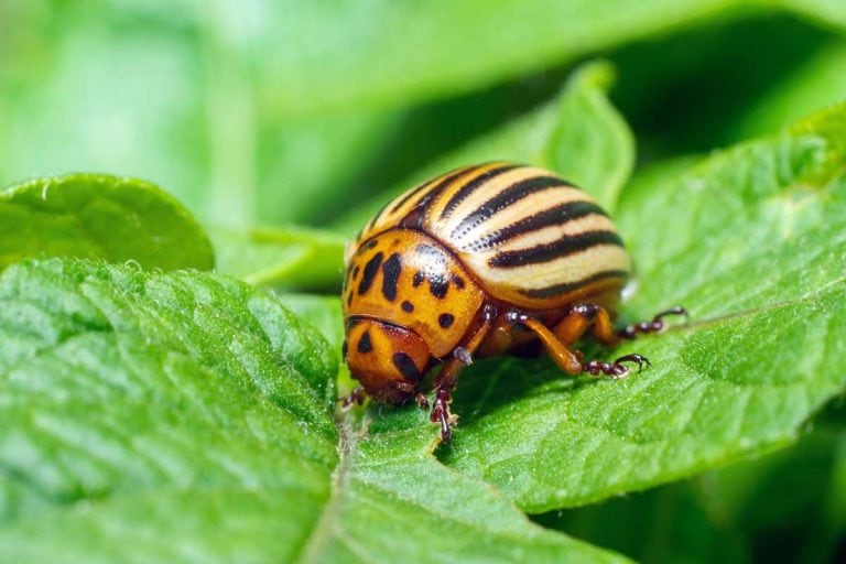 9 Beetles Found In The Garden: Identification and Control