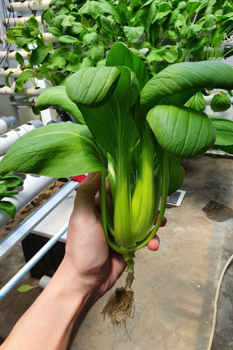 How to Grow Hydroponic Bok Choy (Chinese Cabbage) | luv2garden.com