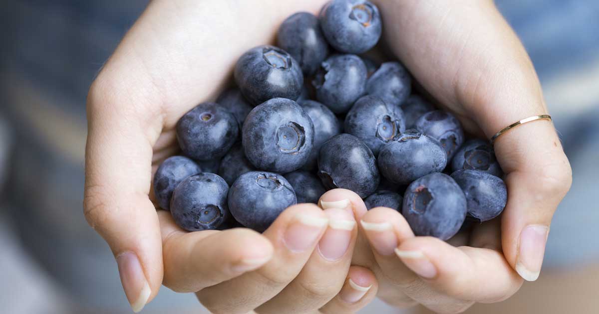 Hydroponic Blueberries. Grow all Blueberry Varieties Hydroponically