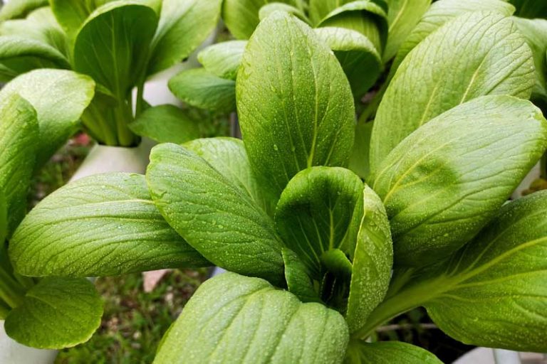 How to Grow Hydroponic Bok Choy (Chinese Cabbage) | luv2garden.com