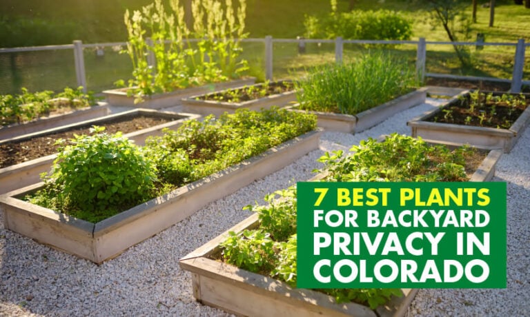 7 Best Plants for Backyard Privacy in Colorado | luv2garden.com