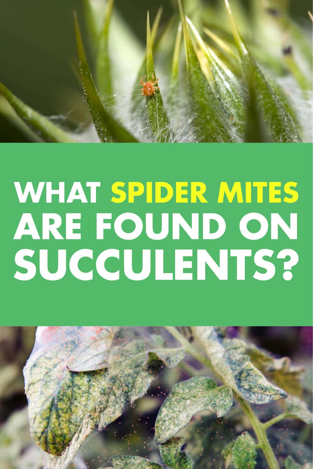 Identifying Spider Mites on Succulents and How to Get Rid of Them ...