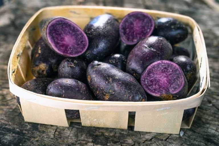 How to Grow Purple Magic Molly Potatoes | Luv2Garden